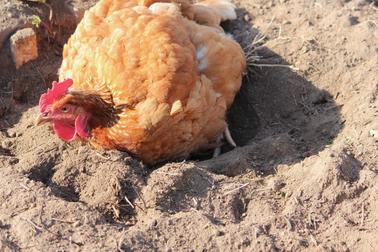 External Parasites - Backyard Poultry